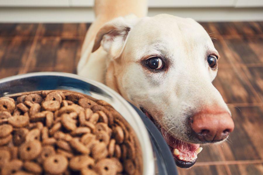 Benefits of A Veterinary Diet for Your Beloved Pet